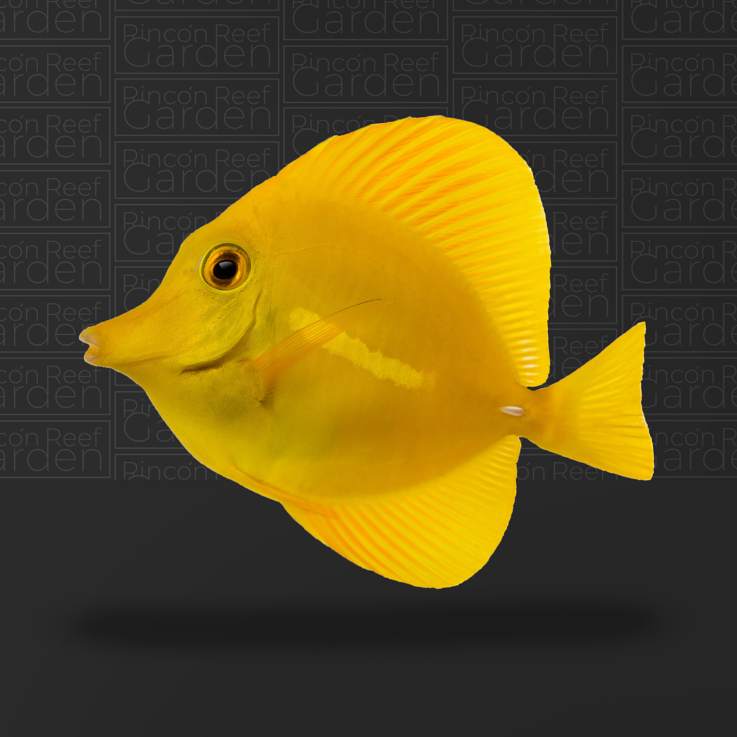 Peces – Ricon Reef Garden