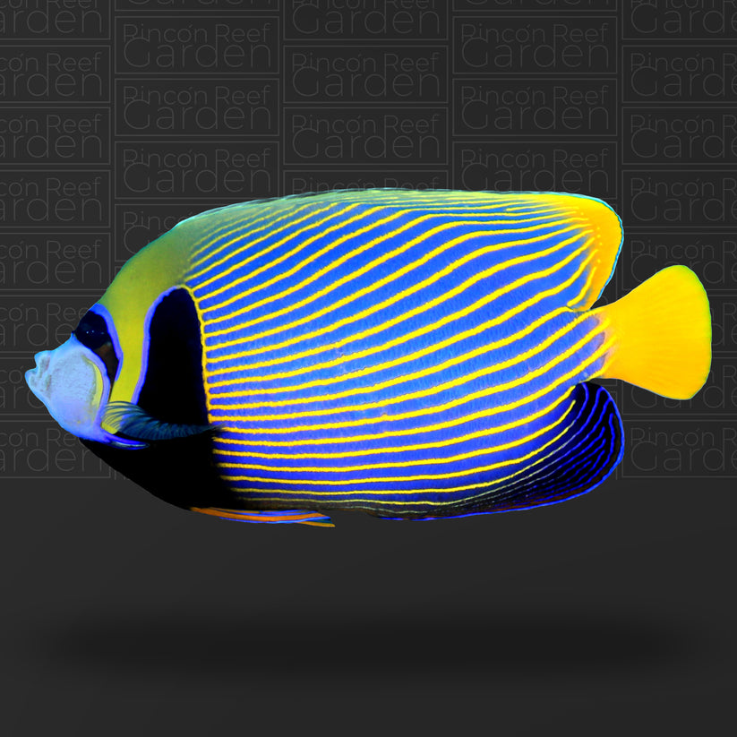 Emperor Angelfish (sm) – Ricon Reef Garden
